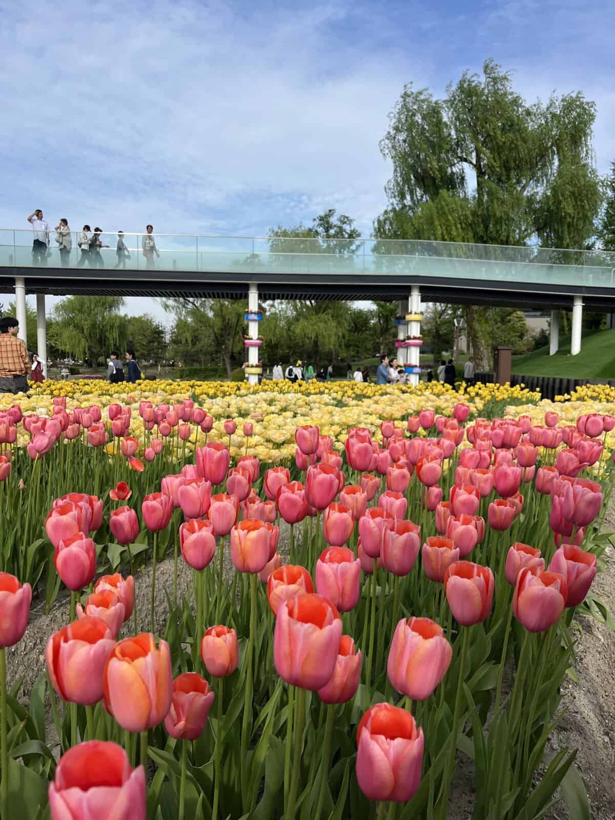 Tonami Tulip Fair 2026:Japan’s Biggest Tulip Festival Toyama